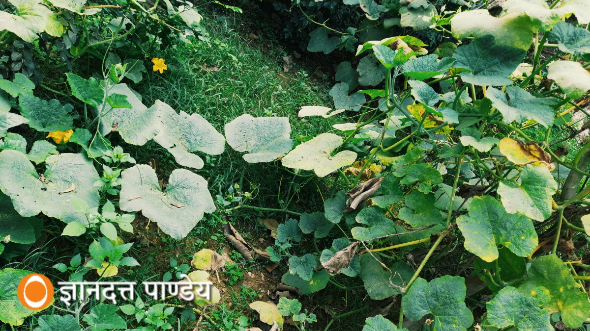 लौकी की बेल की झाड़ फूंक – मानसिक हलचल